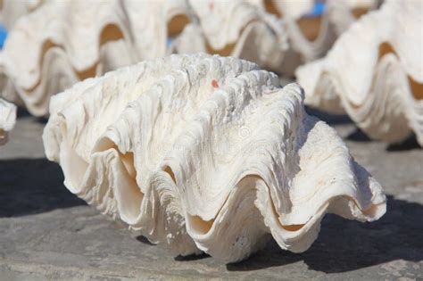 The White Seashell Egypt The City Of Alexandria Stock Image Image