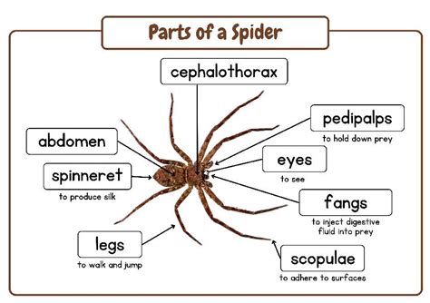 Animal Anatomy Label The Parts Of Spider Posters And Worksheets