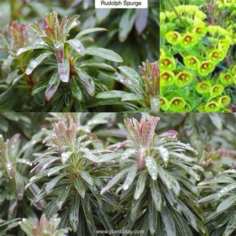Plant A Day John Connors On Instagram “rudolph Spurge Euphorbia X