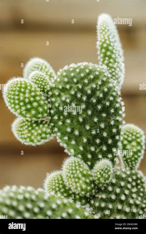 An Opuntia Microdasys With Lots Of Annoying White Spikes Stock Photo