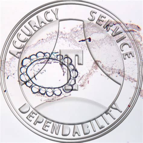 Chara Stem Prepared Microscope Slide