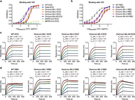 Broad Binding Affinity Of 1h1 A B Binding Of 1h1 To Different Spikes Broad Binding Affinity Of 1h1 A B Binding Of 1h1 To Different Spikes