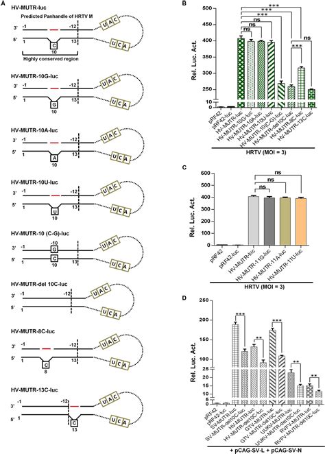 Frontiers Combinatorial Minigenome Systems For Emerging