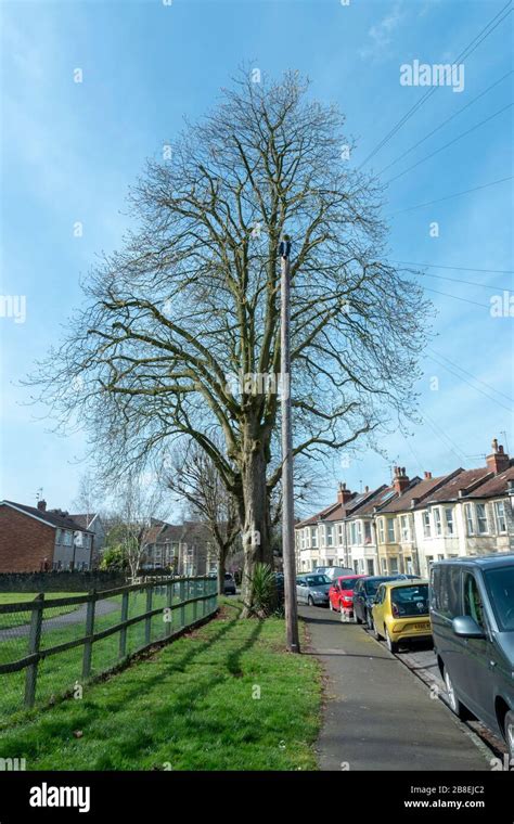 Bristol March England A Close Up View Of A Barren Tree Along Side A Road Where The Cars