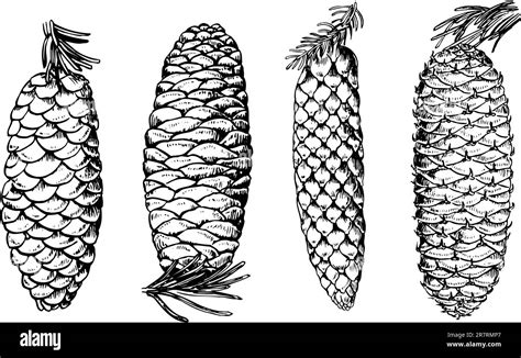 Some Different Pine Cones Isolated On White Background Stock Vector
