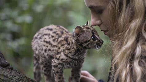 Watch Wildcat Prime Video
