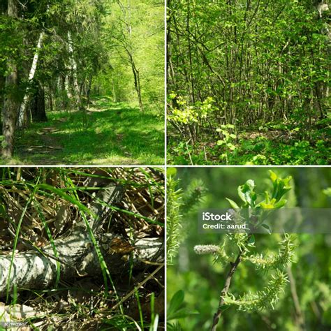 봄 단풍을 통해 그것의 광선을 캐스팅 해와 신선한 녹색 잎을 가진 나무의 아름 다운 숲의 파노라마 0명에 대한 스톡 사진 및 기타 이미지 Istock