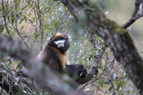 Comparative Analysis Of Gut Microbiota Between Wild And Captive Guizhou