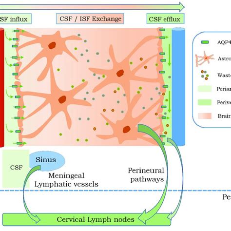 Brain Lymphatic Drainage System A Glymphatic System Clears Solutes Download Scientific