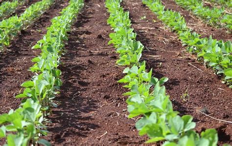 Soybeans Farming And Uses
