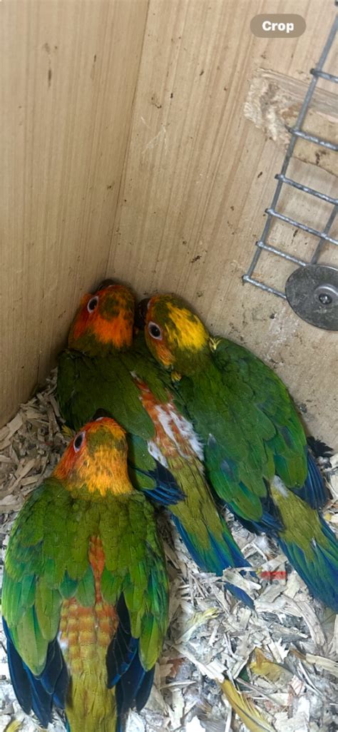 Red Mutation Sun Conures Parakeets South East Uk Parrots For Sale