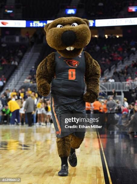 70 Photos Et Images Haute Résolution De Benny The Beaver Getty Images