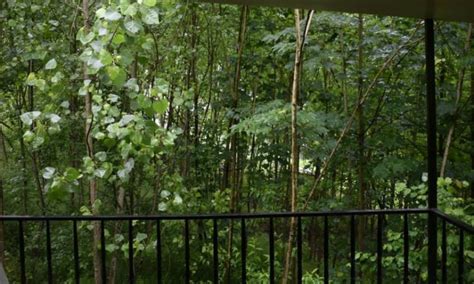 اجاره کلبه جنگلی جوارم زیرآب