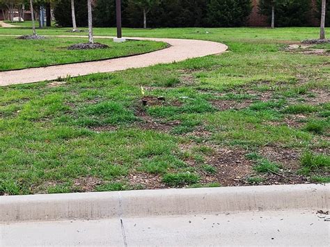 How To Level A Bumpy Lawn In Texas Level An Uneven Yard