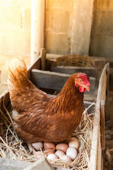 Hen Sitting On Eggs Backyard Chickens Mama