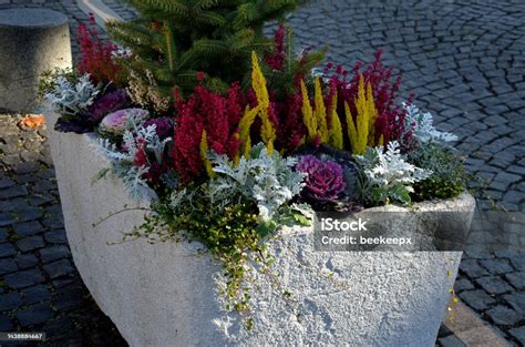 화강암 조약돌 마을 광장의 포장에 주차 가장자리에 연간 농장이 있는 다년생 화단 입구에 대한 돌기둥 돌 골짜기 및 화분 식물 0명에 대한 스톡 사진 및 기타 이미지 Istock