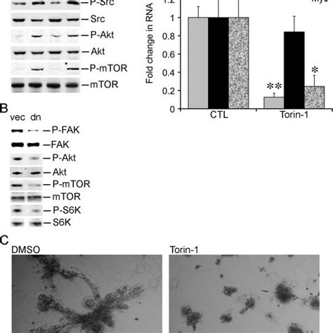 Combination Index Ci Analysis Fraction Affected Fa Versus Ci Plots Download Scientific