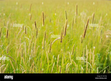 Phleum Pratense Timothy Grass Flowerheads In An Agricultural Meadow