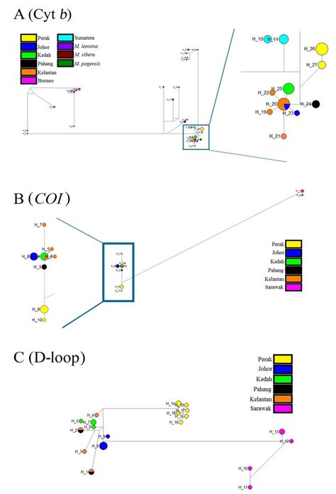 Minimum Spanning Network Msn Illustrating Haplotype Relationships Download Scientific Diagram