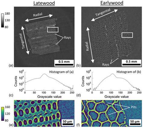 Convolutional Neural Network For Segmenting Micro X Ray Computed