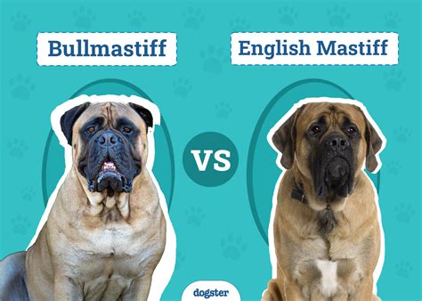 Bullmastiff Vs English Mastiff Differences Explained With Pictures
