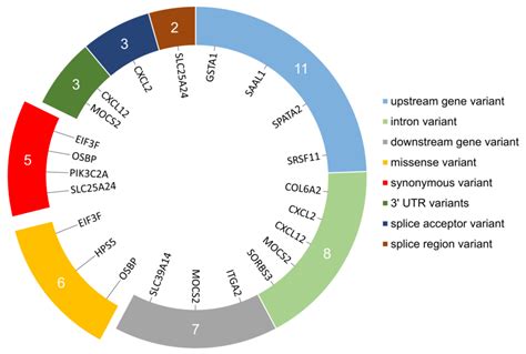 Summary Of The Location Of Allele Specific Expression Variants Ases Download Scientific