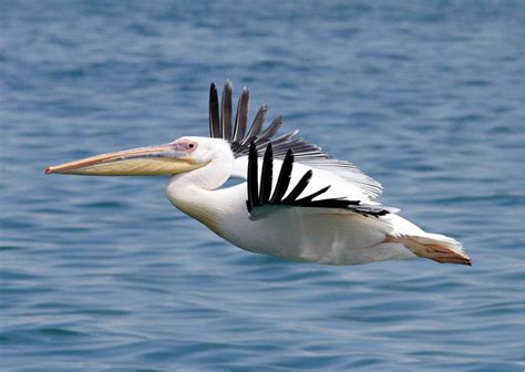 Animal Behavioural Adaptations Animalbehaviorcorner