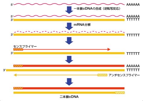 RT PCR法研究用語辞典研究 net