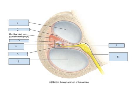 Cross Section Of Cochlea Anatomy Diagram Quizlet