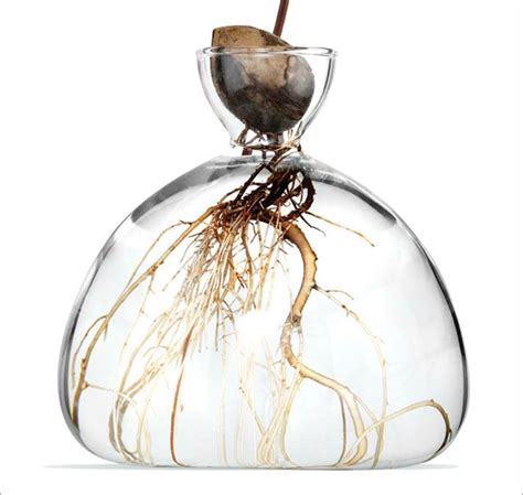 These Glass Vases Allow You To Watch Avocado And Oak Trees Grow From ...