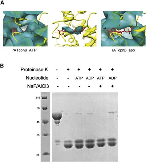 Atp Binding Without Hydrolysis Could Not Trigger A Closed Structure For Download Scientific