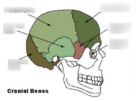 Cranium Bones 8 Diagram Quizlet