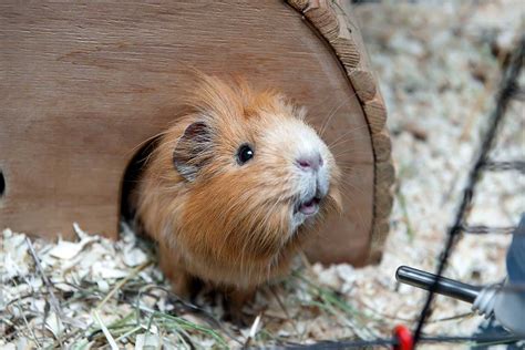 Natural Sunlight Boosts Your Immunity Peoples Pundit Daily