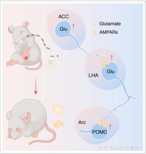 Nat Metab 张智团队揭示疼痛影响饮食的神经基础 知乎