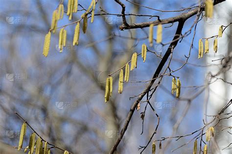 早春，赤杨枝头上开花的小柳絮