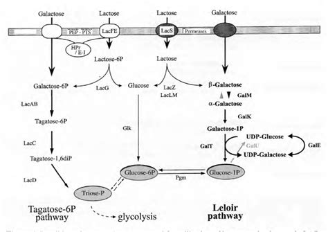 Figure 1 From Genetics Of Galactose Utilisation Via The Leloir Pathway In Lactic Acid Bacteria