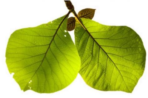 Berita Daun Jati Terbaru Dan Terkini Hari Ini Katadata Co Id