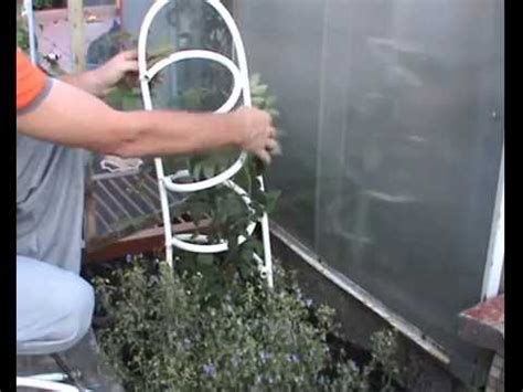 Каркас поддерживающий для вьющейся розы. - YouTube