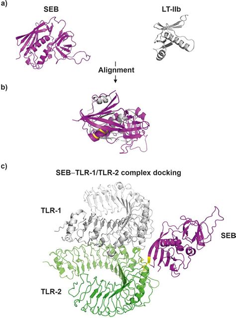 What Is Staphylococcus Aureus Enterotoxin B Seb Creative Diagnostics