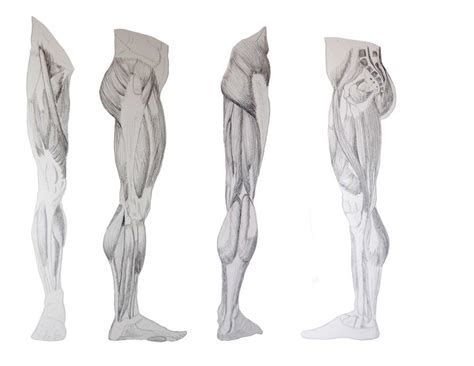 Leg Muscle Reference Explore The Anatomy Of Strong Legs