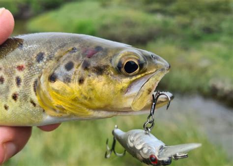 How To Use Circle Hooks Fishing World Australia