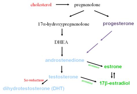 Pas 648 Glucocorticosteroids Flashcards Quizlet