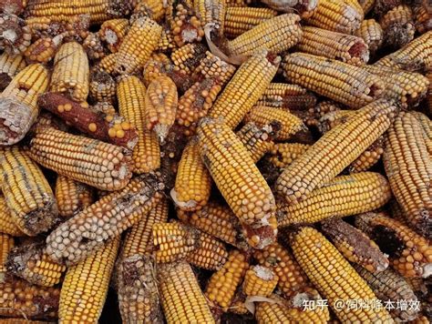 注意！家禽养殖中几种常见饲料原料中毒的现象及处理办法！ 知乎