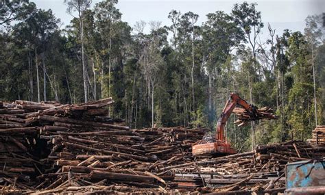 Indonesia Deforestation For Pulp And Paper Is Back And On A Grand Scale