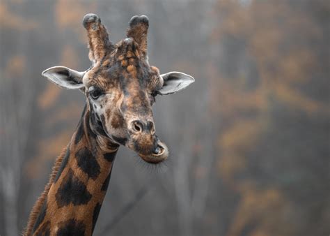 Premium Photo Northern Giraffe