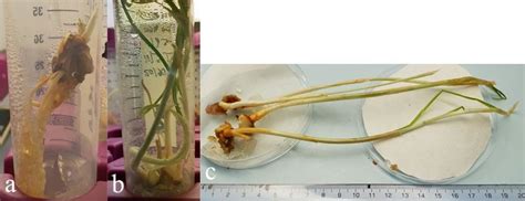 Development Of Contractile Roots A Leaves And New Microcorms B C In Download Scientific