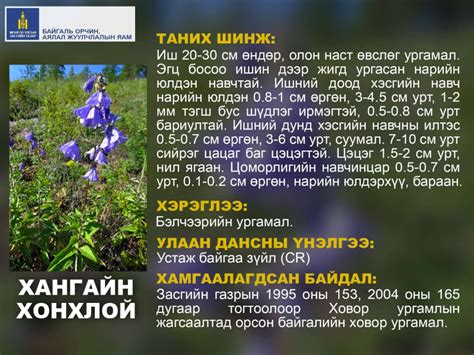 ТАНИН МЭДЭХҮЙ Хангайн хонхлой ургамлыг таних шинж ба хэрэглээ