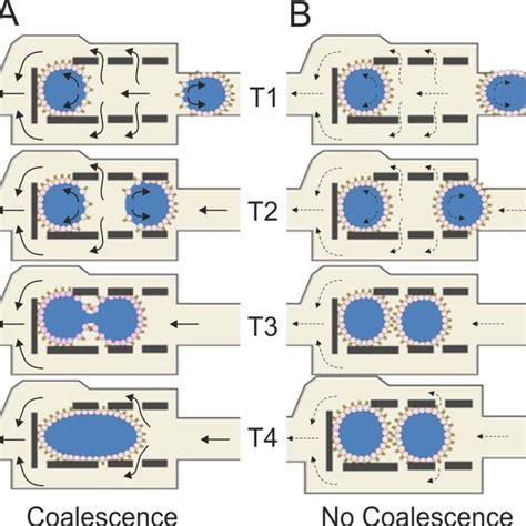 Schematic Representation Of Coalescence A And Non Coalescence B