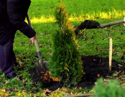 Як садити туї в домашніх умовах