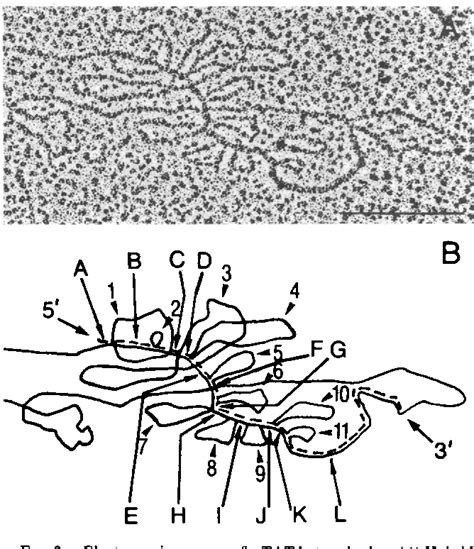 Figure 2 From Isolation And Characterization Of The Rat Tyrosine